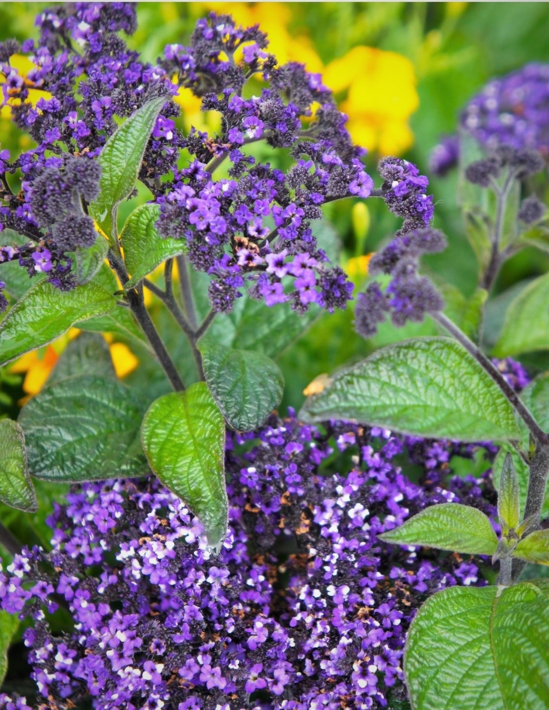 HELIOTROPE – Cherry Pie Plant