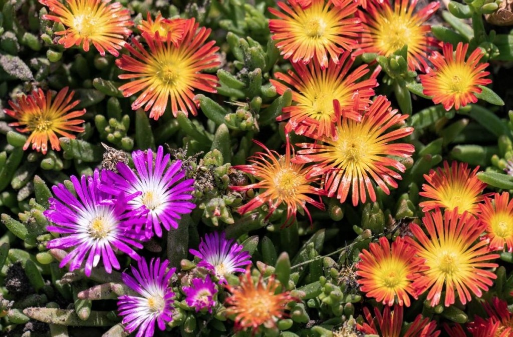 ICE PLANT
