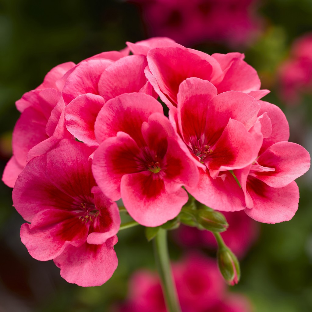 GERANIUM – Pelargonium