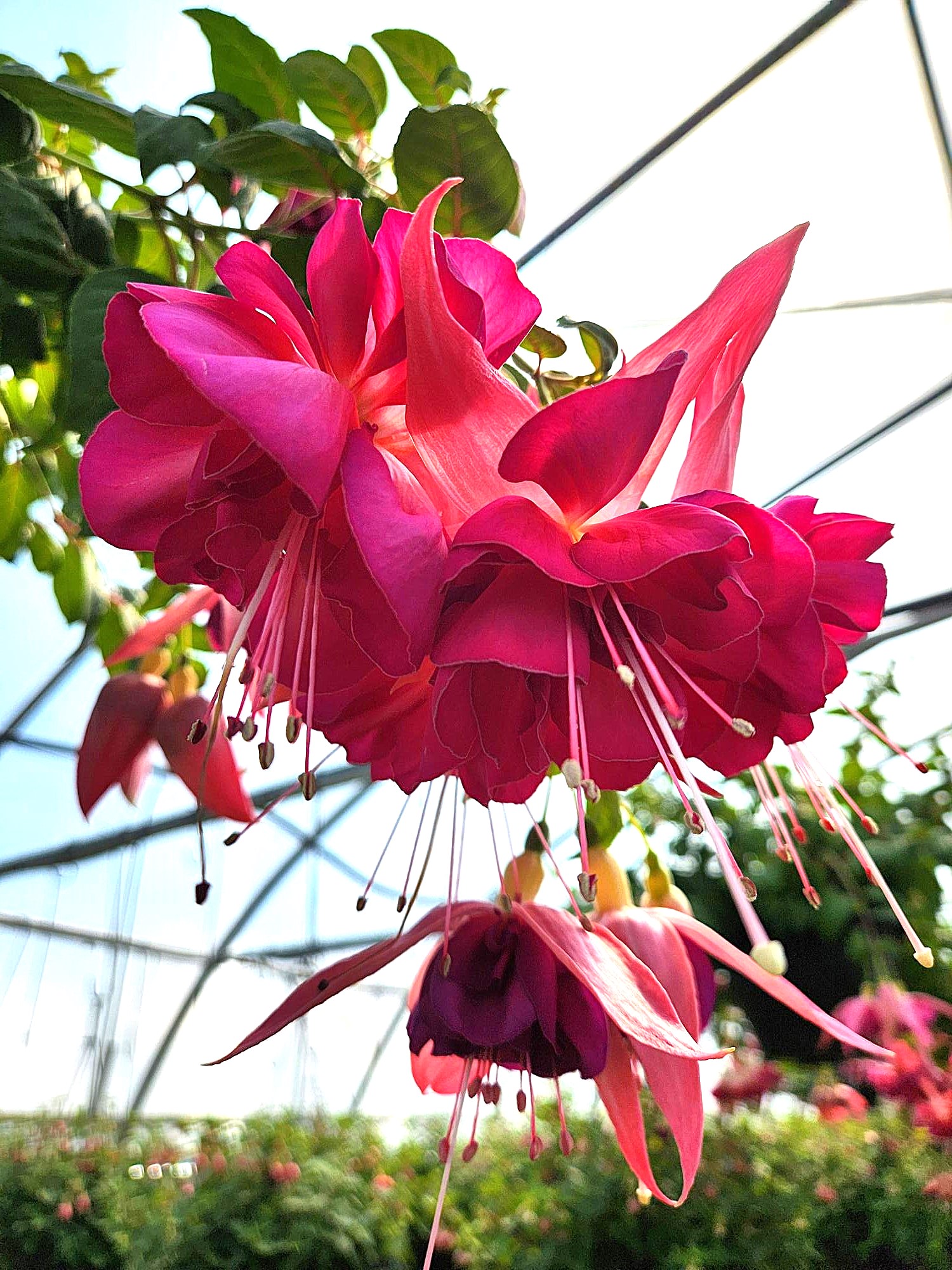 FUCHSIA, Bella Rosella (Giant)